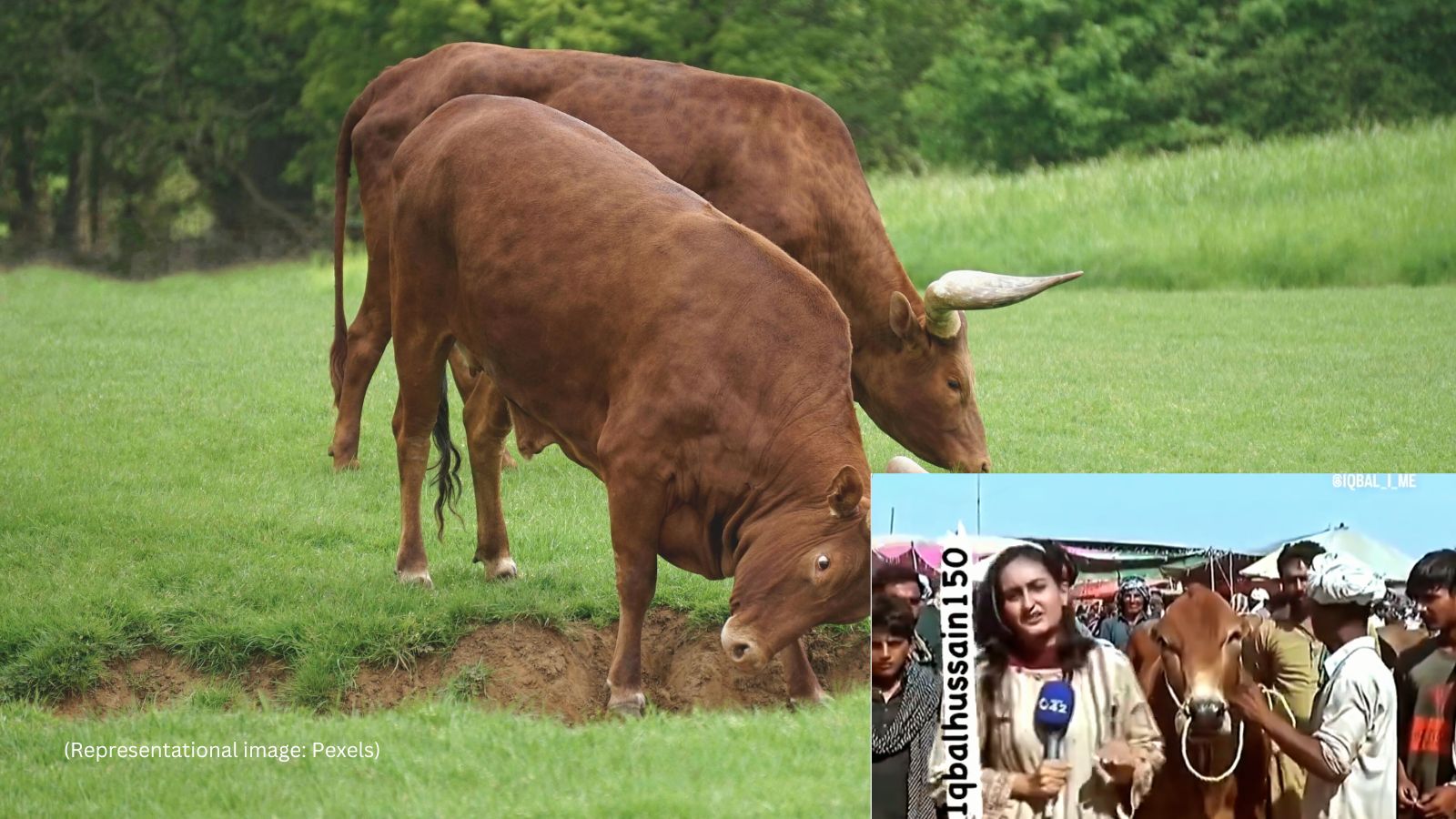 Caught on cam: Bull hits Pakistani reporter during live TV coverage ...