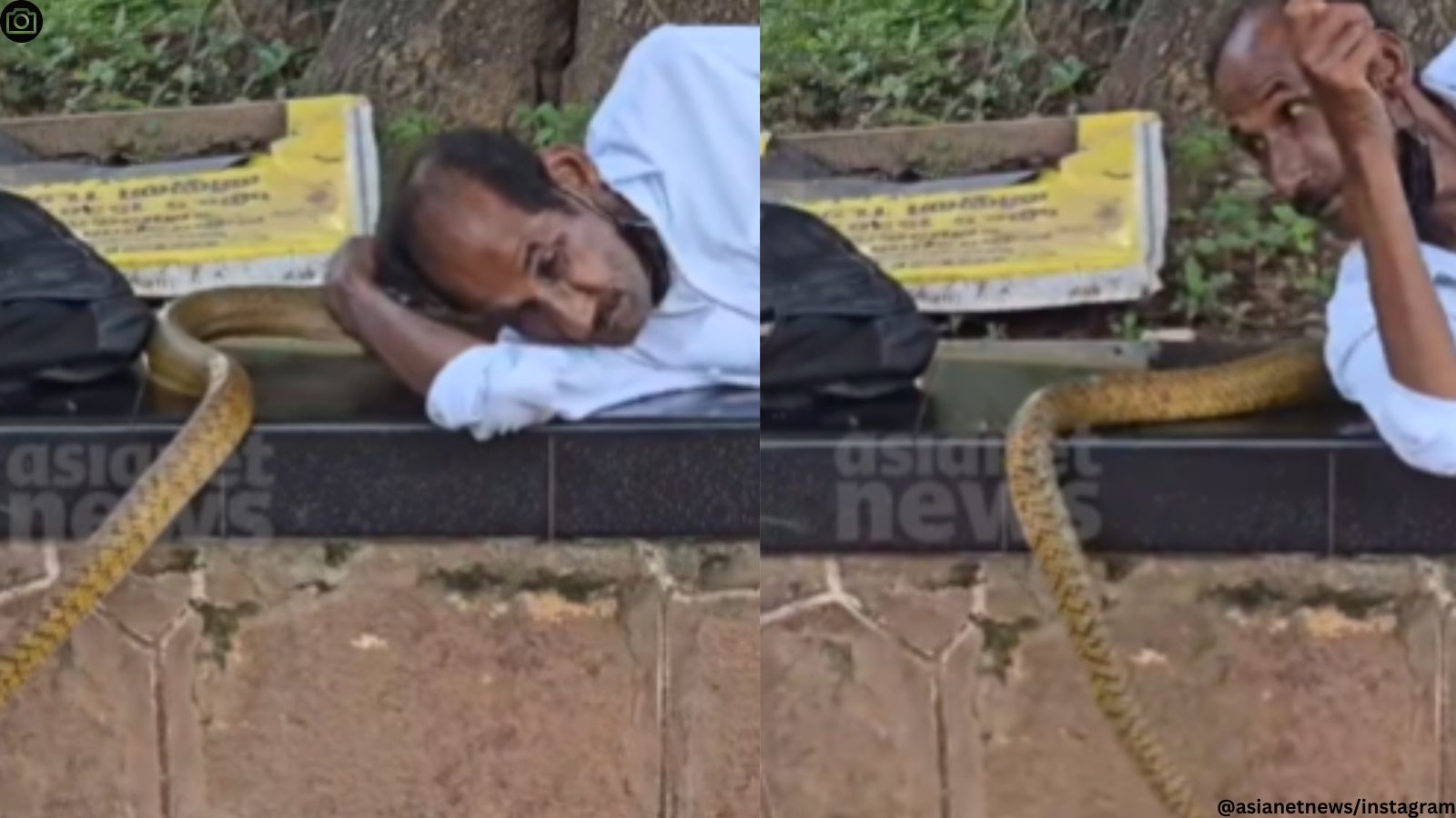 WATCH: Snake startles man resting under banyan tree near Kerala temple ...