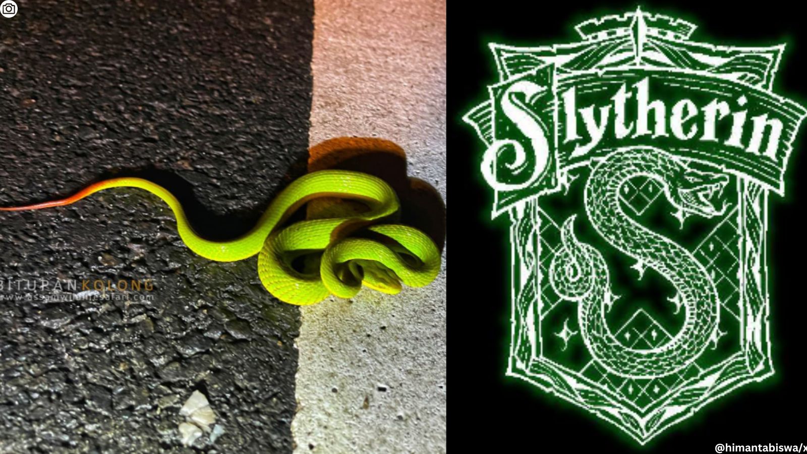 Assam CM Himanta Biswa Sarma shares ‘real-life Harry Potter snake ...