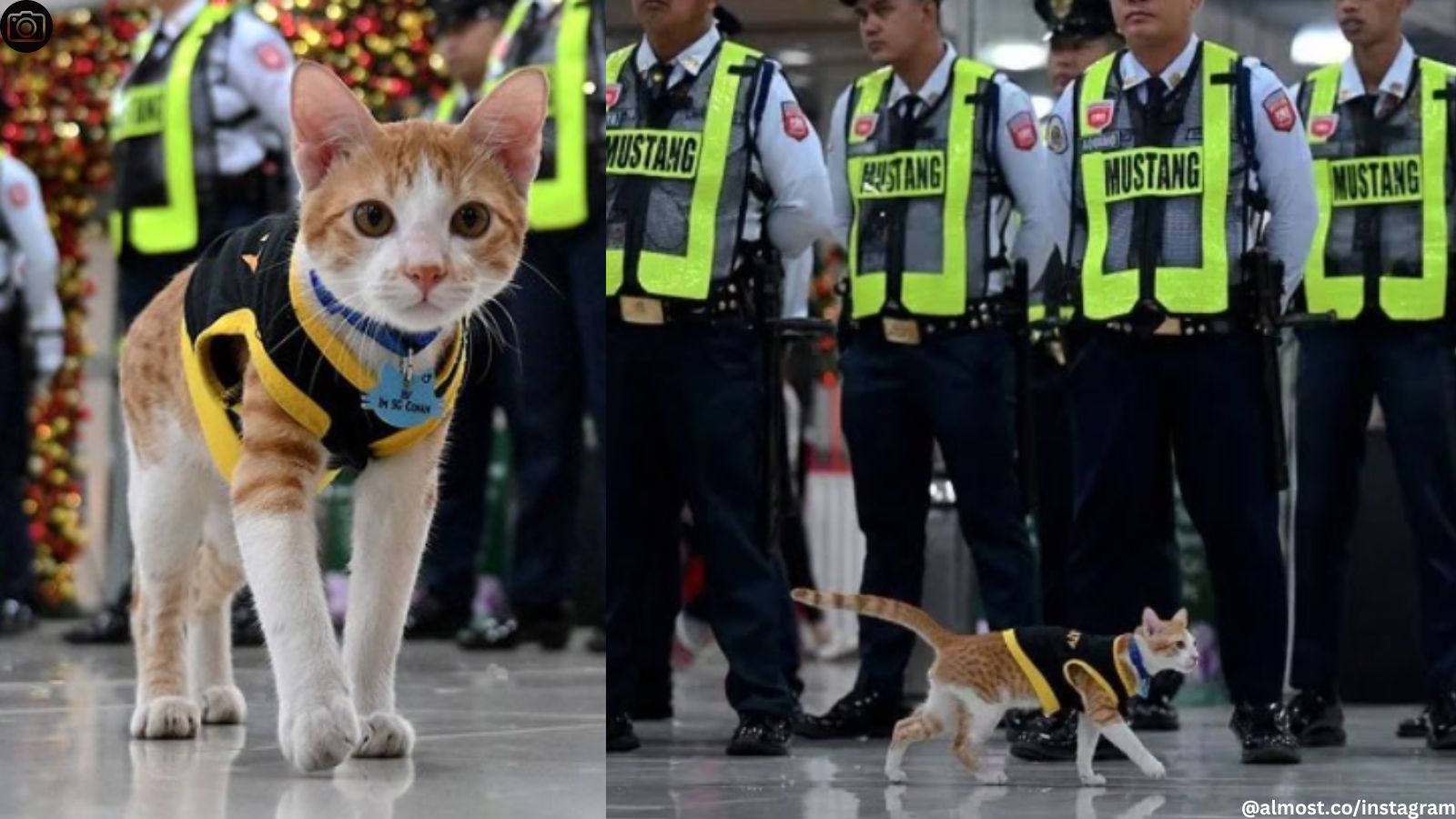 Stray cat lands security guard job in a Philippines mall; here’s how | Trending News - The ...