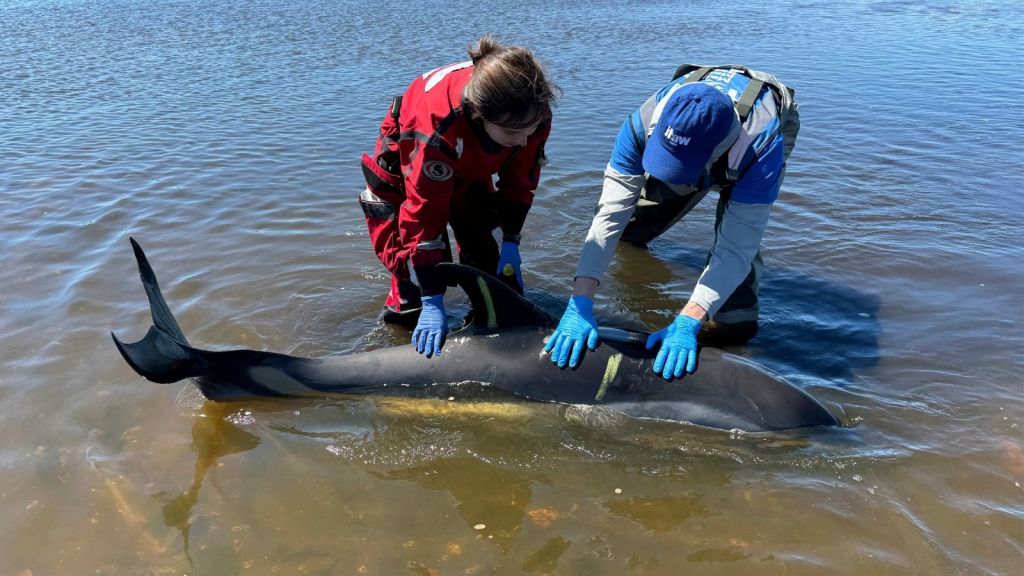Dolphin mass stranding on Cape Cod found to be the largest in US ...
