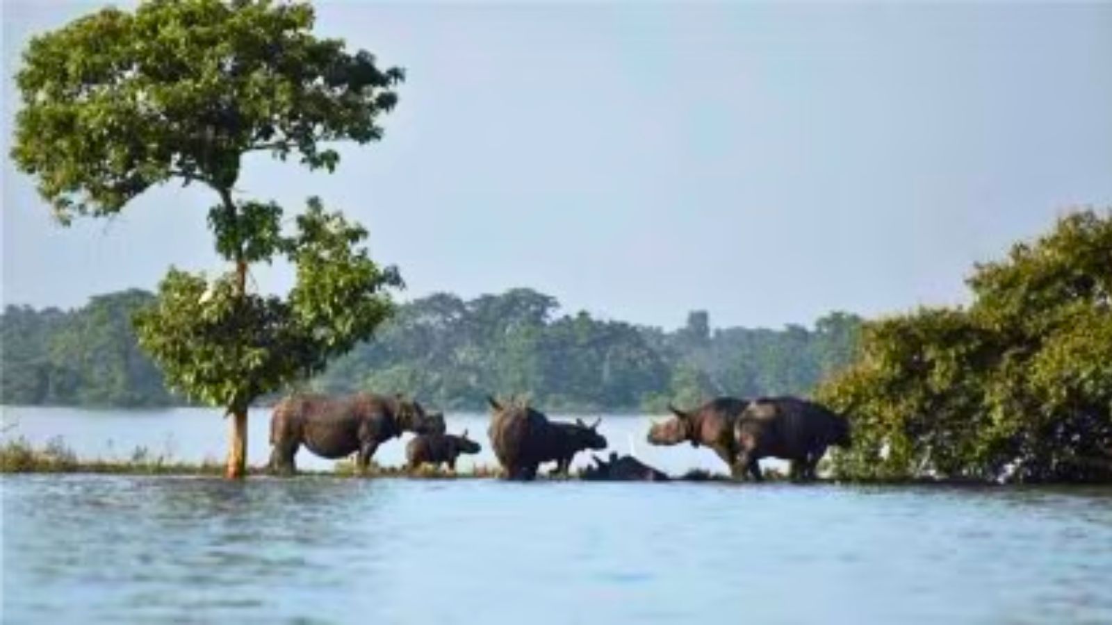 114 wild animals dead in flood-hit Kaziranga National Park, 95 rescued ...