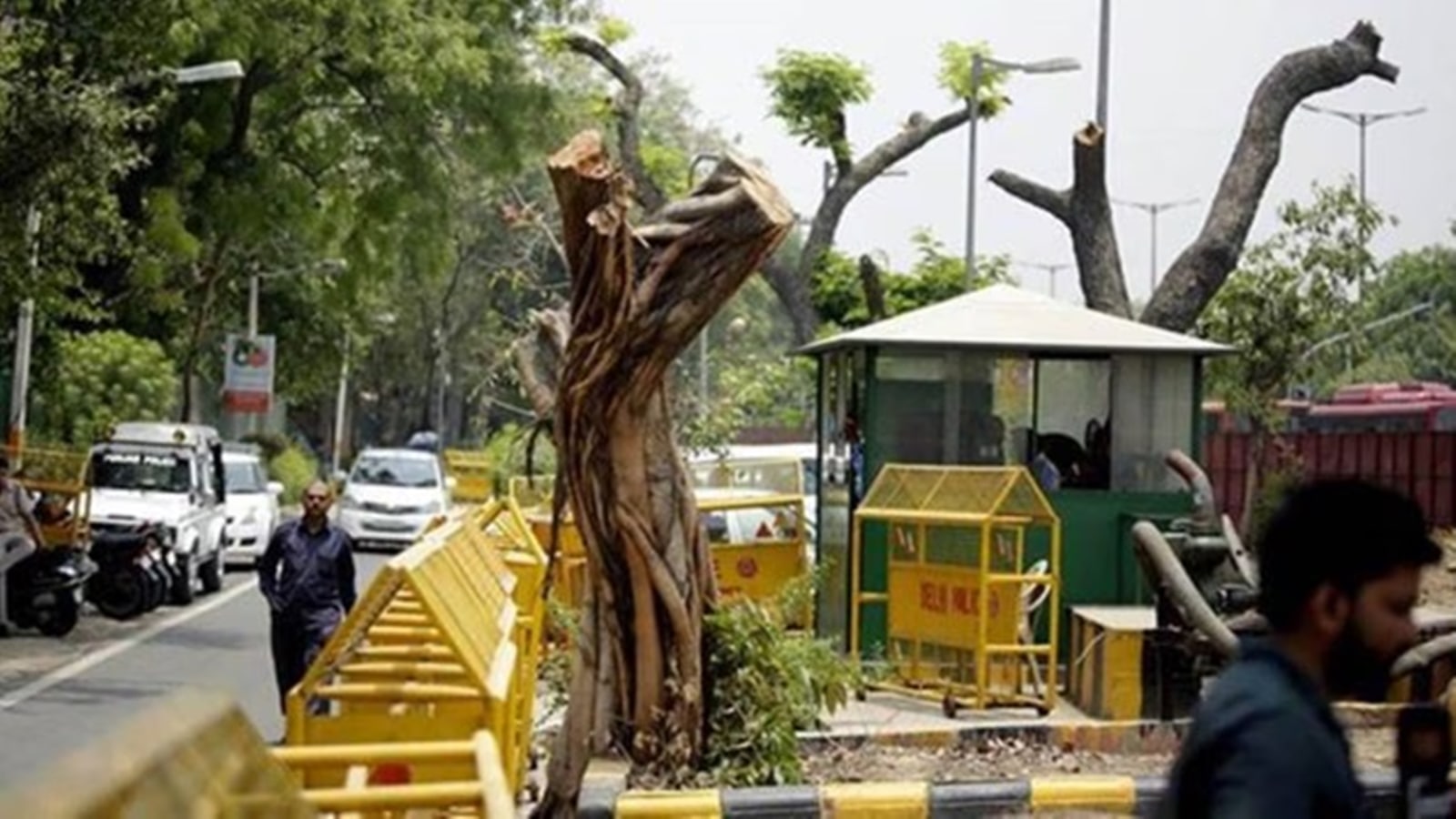 Illegal felling of trees in Ridge: Delhi govt panel notice to officials ...