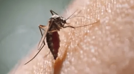 BMC’s fight against mosquitoes leads to sharp dip in dengue, Malaria ...