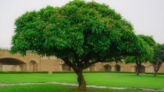 Green Credit Programme: CPSUs select 16,550.2 hectares for plantations ...