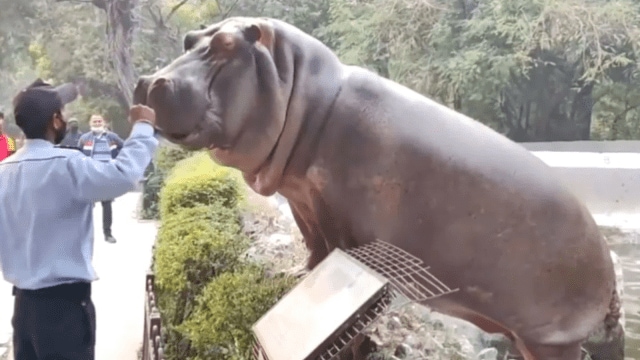 Ranchi’s Birsa zoo caretaker succumbs to injury after attack by ...