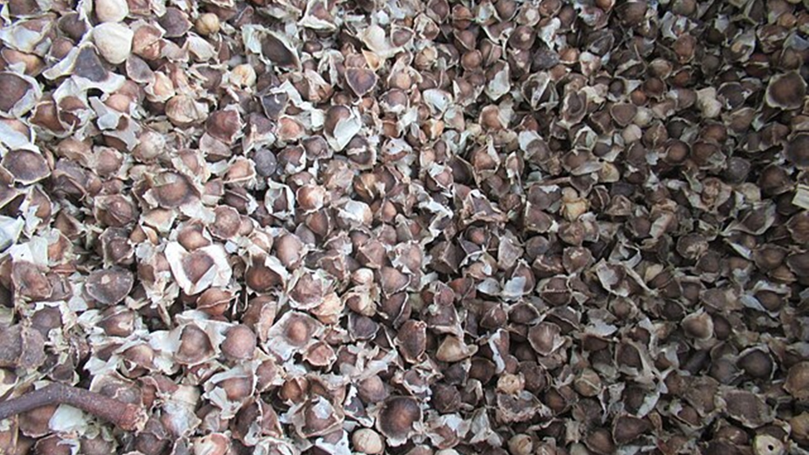What happens to the body when you have moringa seeds?