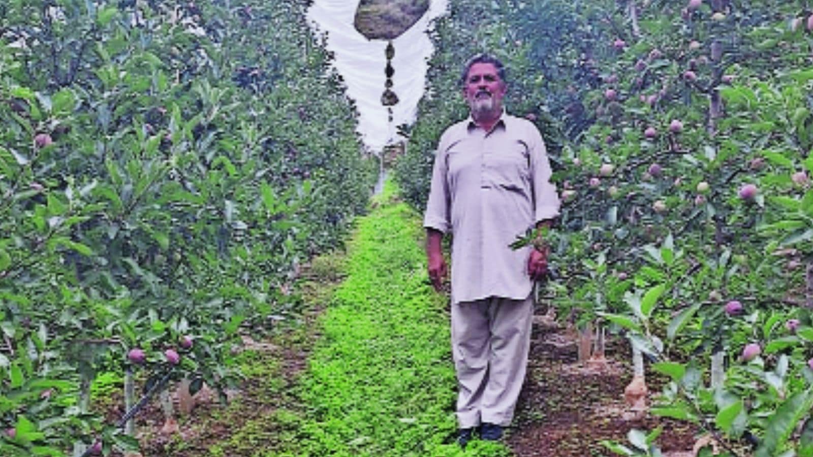 Himachal Pradesh apple growers shift to high-density planting, opt for ...