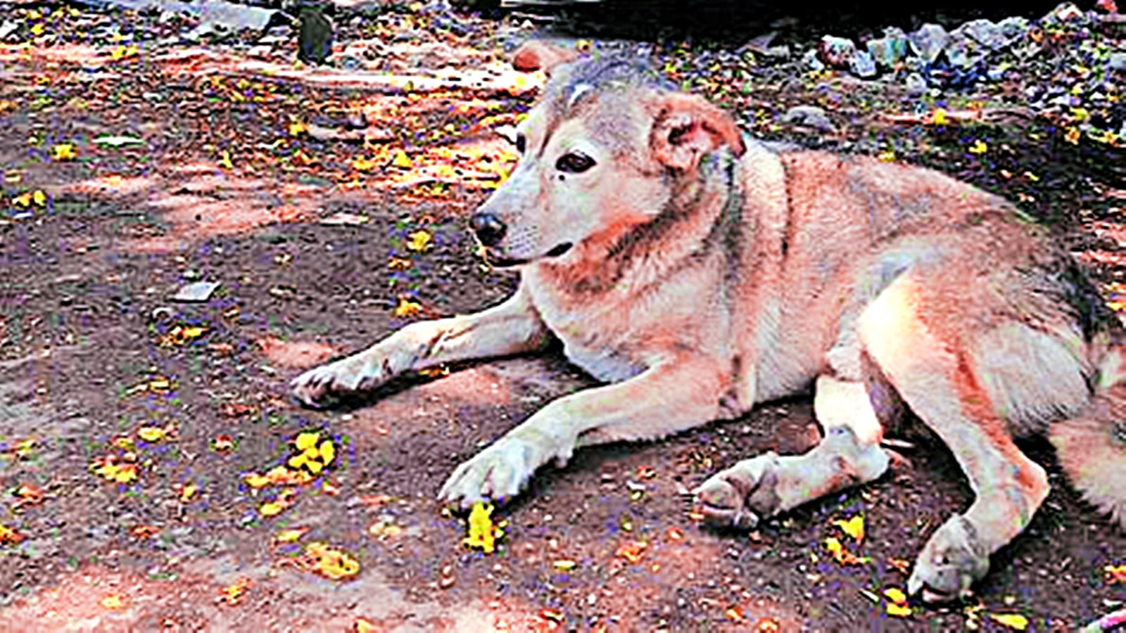 Eight months after HC’s order, panel to provide compensation to stray ...