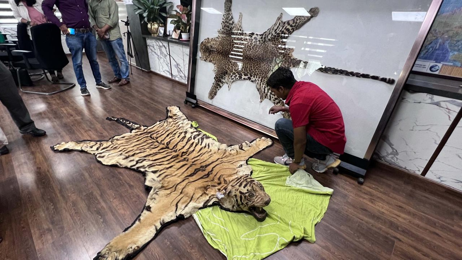 Six held in Jalgaon district: Woman attempting to smuggle tigress skin ...