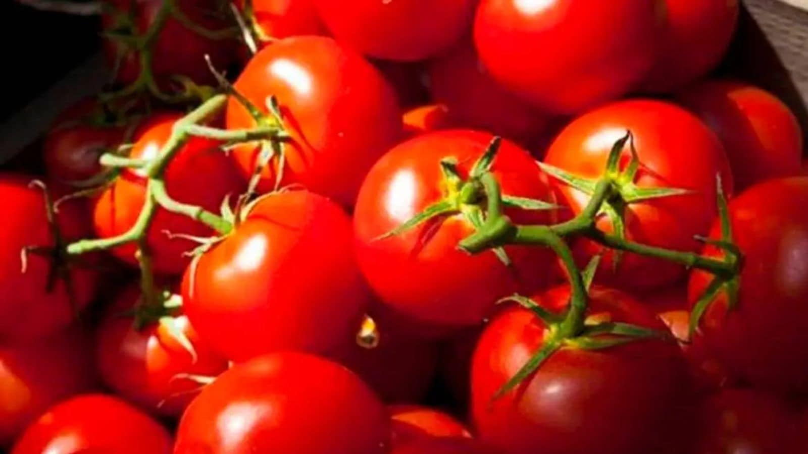 What has climate change to do with tomato prices ? | Pune News - The ...