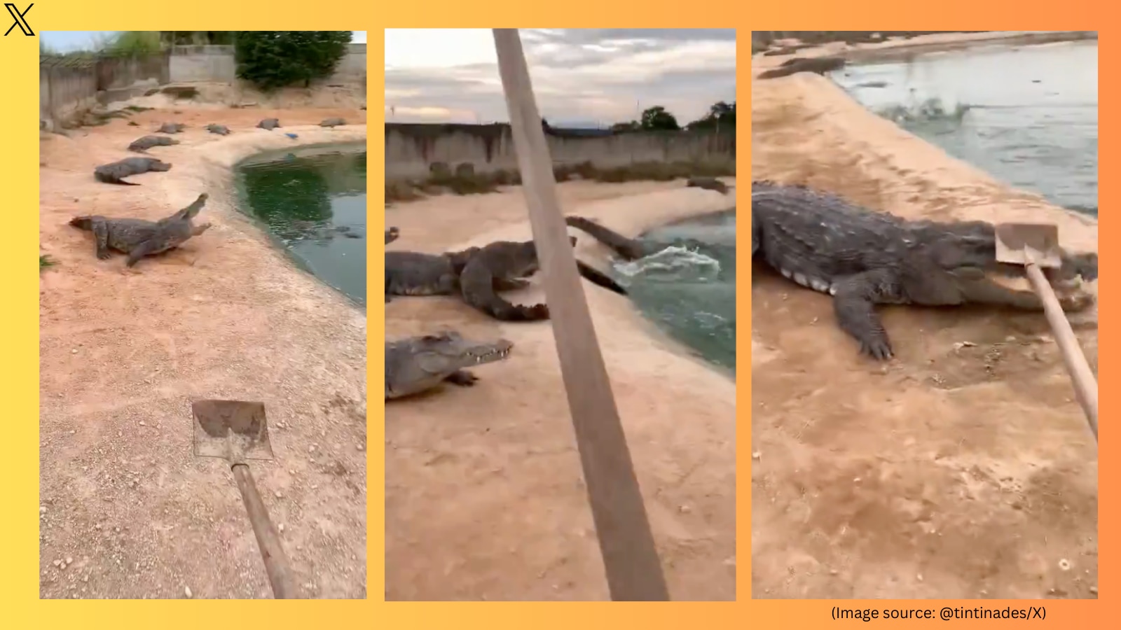WATCH: Man charges at crocodiles with shovel, reptiles leap into pond in panic | Trending News ...