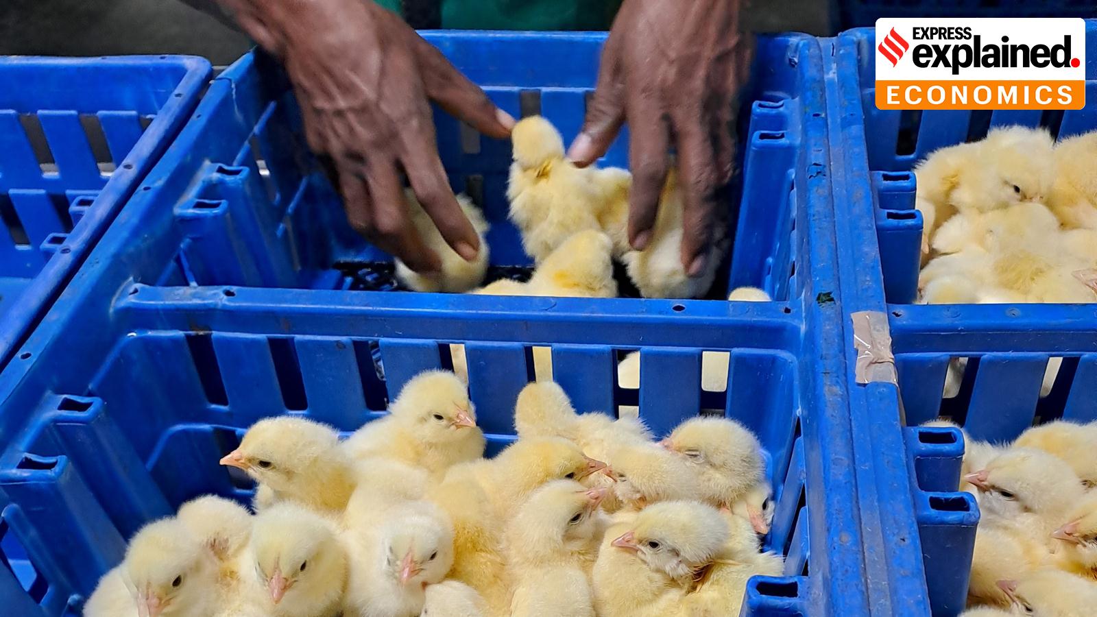 How broiler chicken industry has become India’s most organised and vertically integrated agri ...