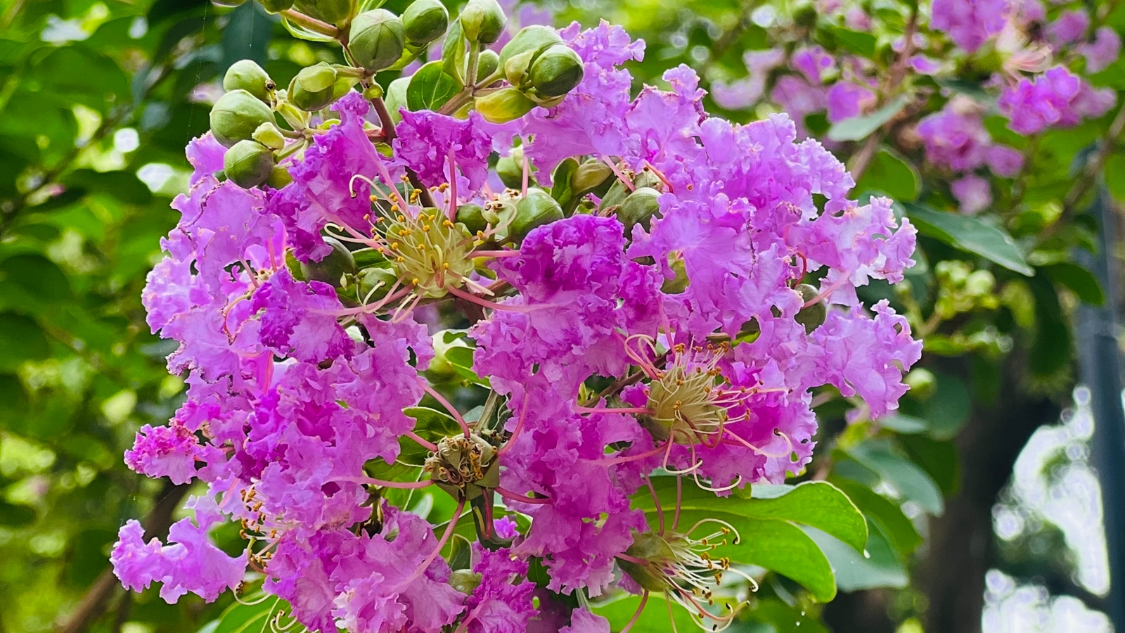 Monsoon magic: How jarul blossoms are beautifying Indian cities | Life ...