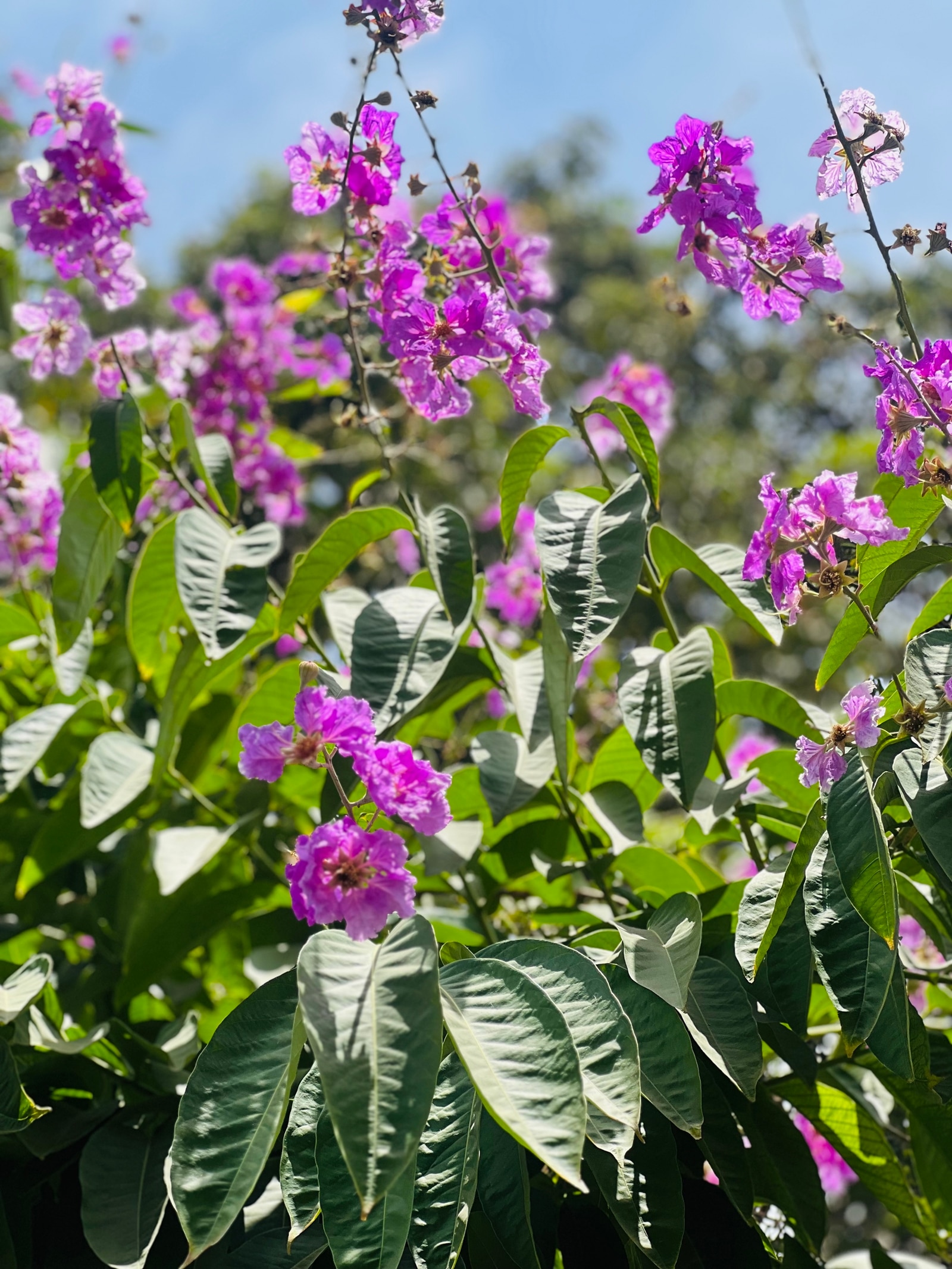 Monsoon magic: How jarul blossoms are beautifying Indian cities | Life ...