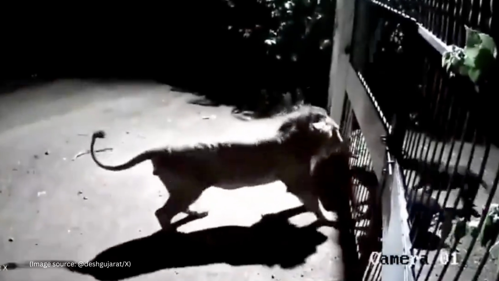 CCTV captures tense face-off between dogs and lions in Gujarat’s Amreli ...
