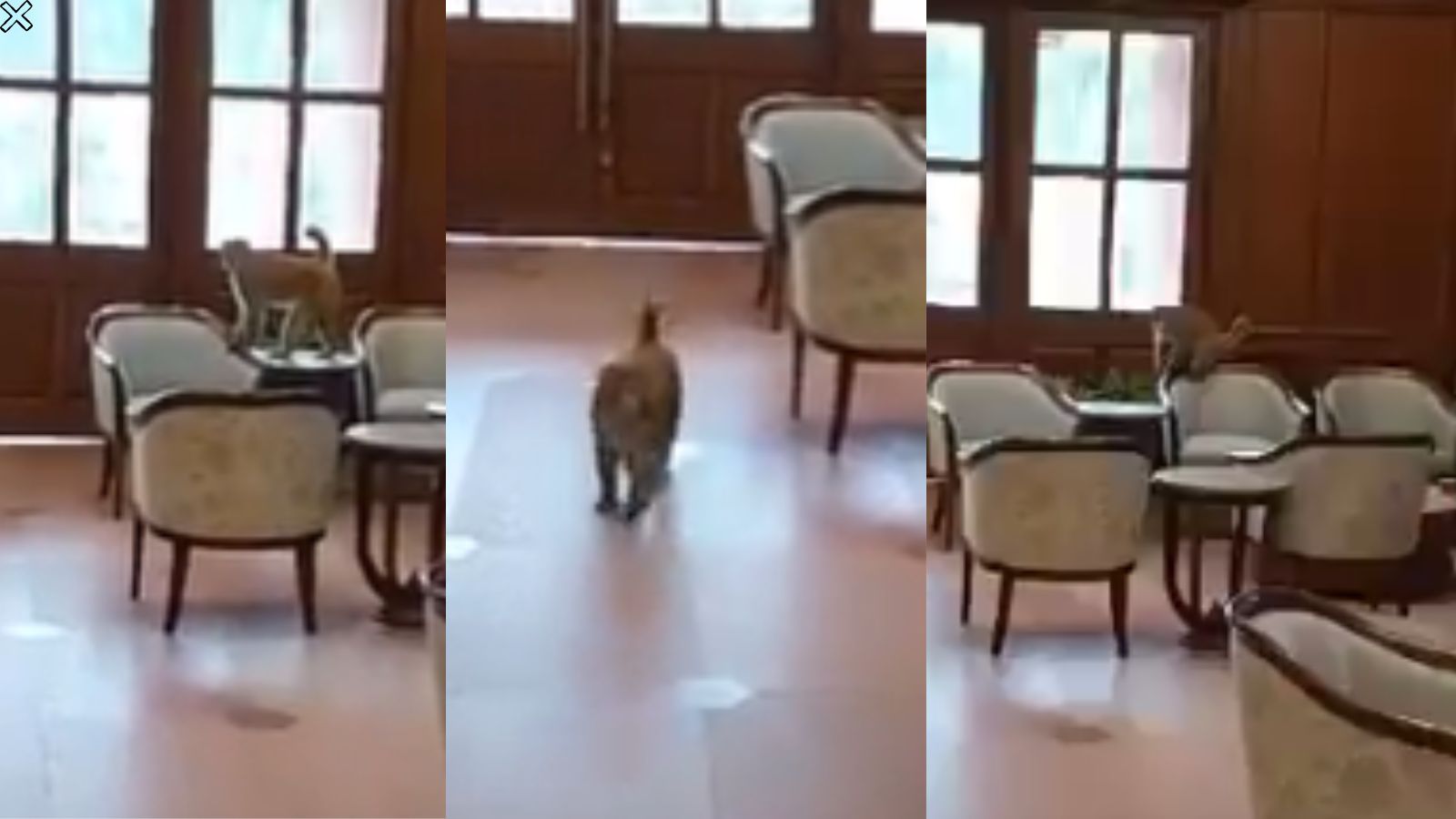 WATCH: Monkey enters MP lobby in Delhi’s new Parliament building, video ...