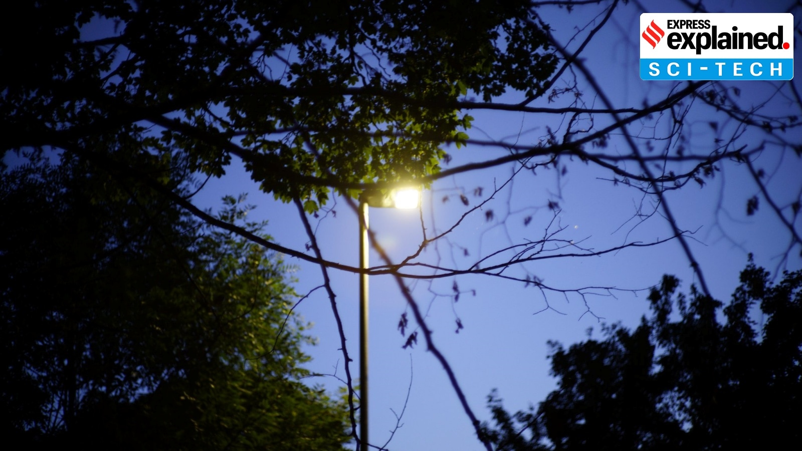 Trees At Night Street Light Why Solar Street Lights Outshine