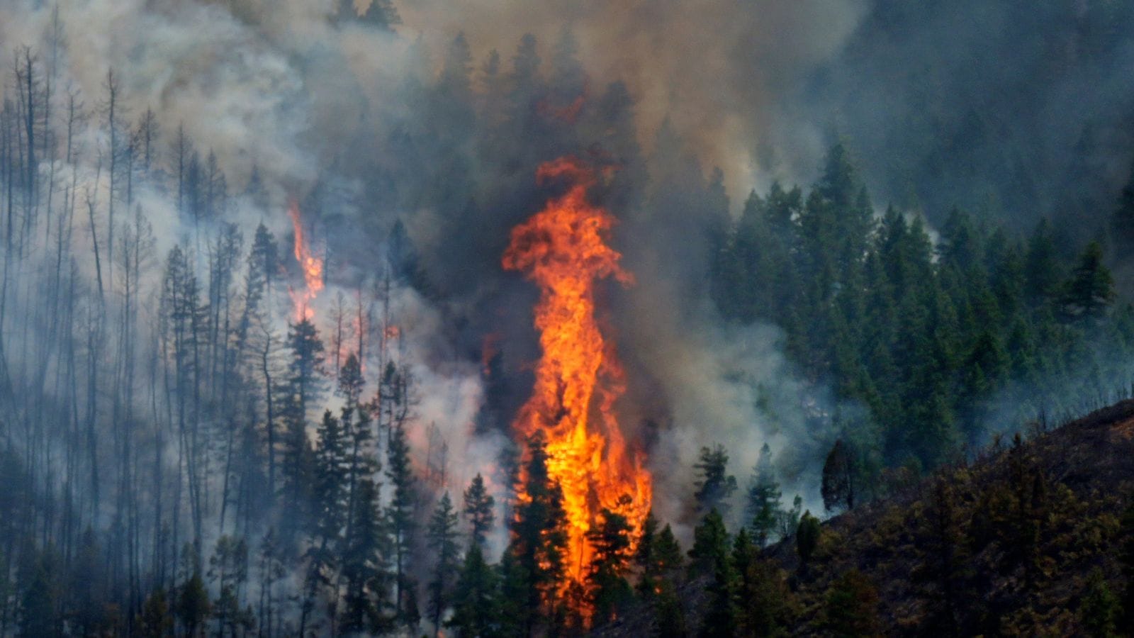 Colorado wildfire claims life as California blaze grows | World News ...