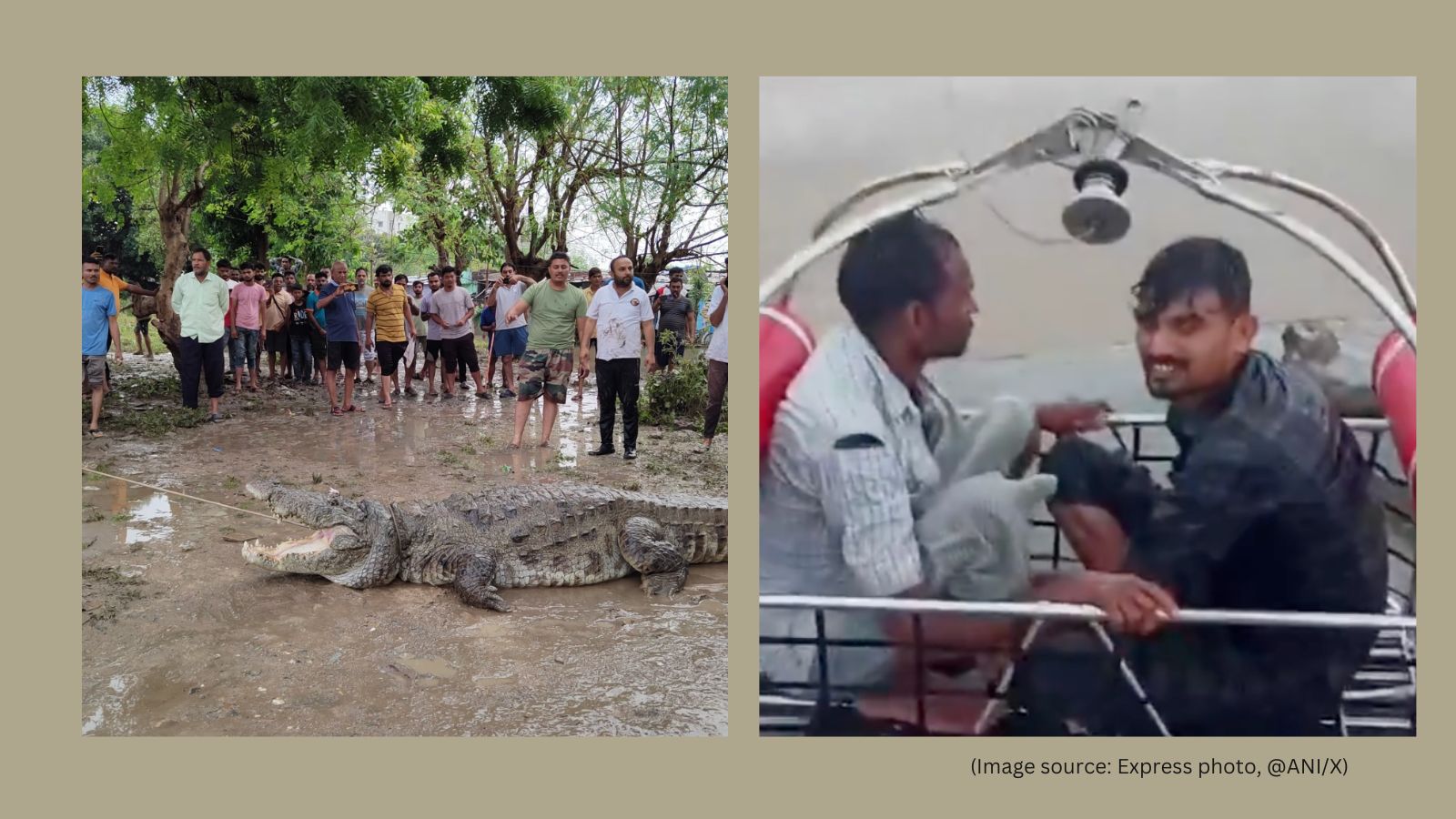 15-foot crocodile rescued in Vadodara, IAF’s helicopter evacuating ...