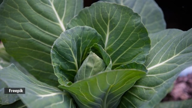 Can wrapping your feet in cabbage leaves help relieve joint pain ...