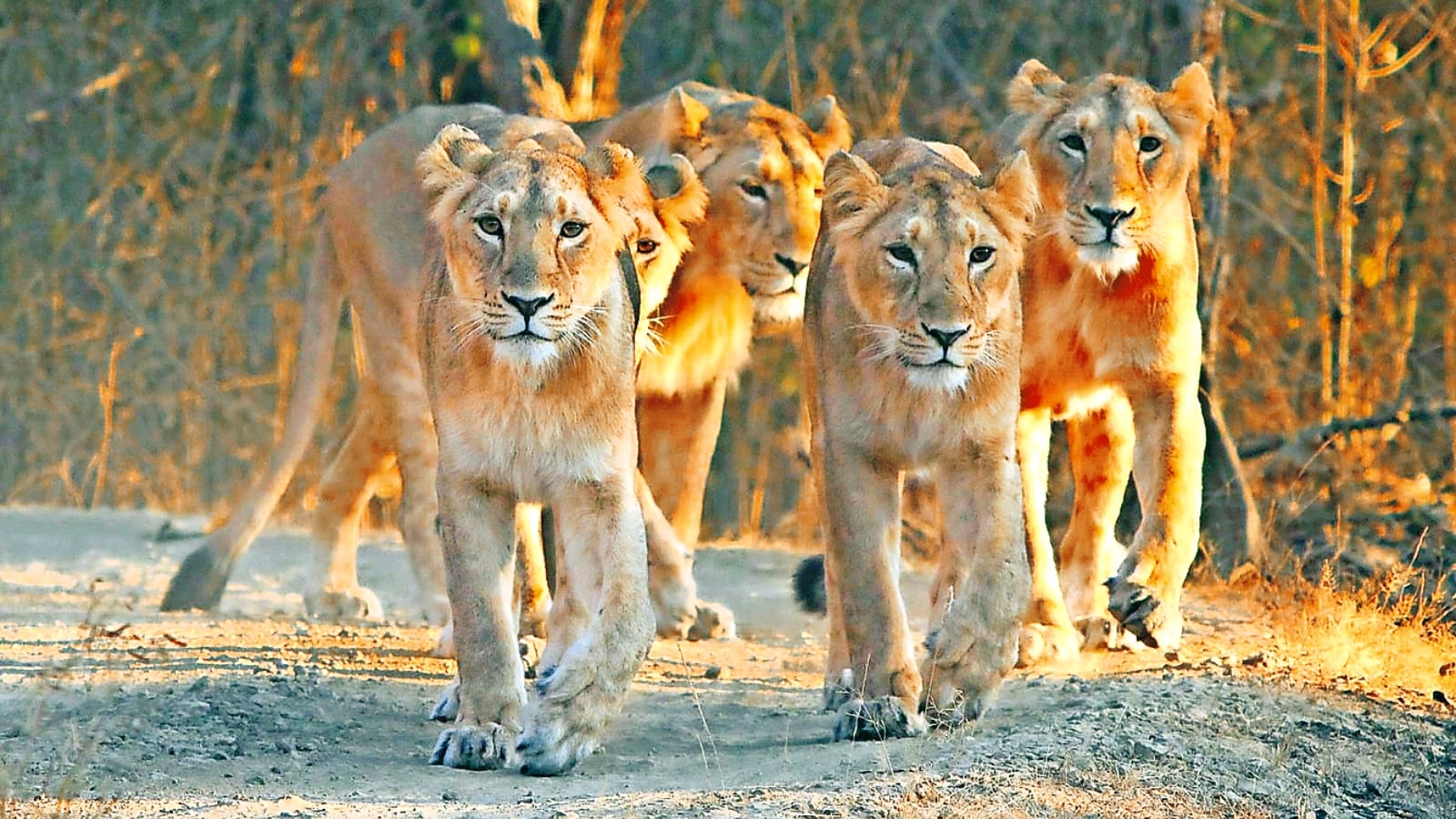 Lion found dead in open well at Botad, carcass sent for autopsy ...