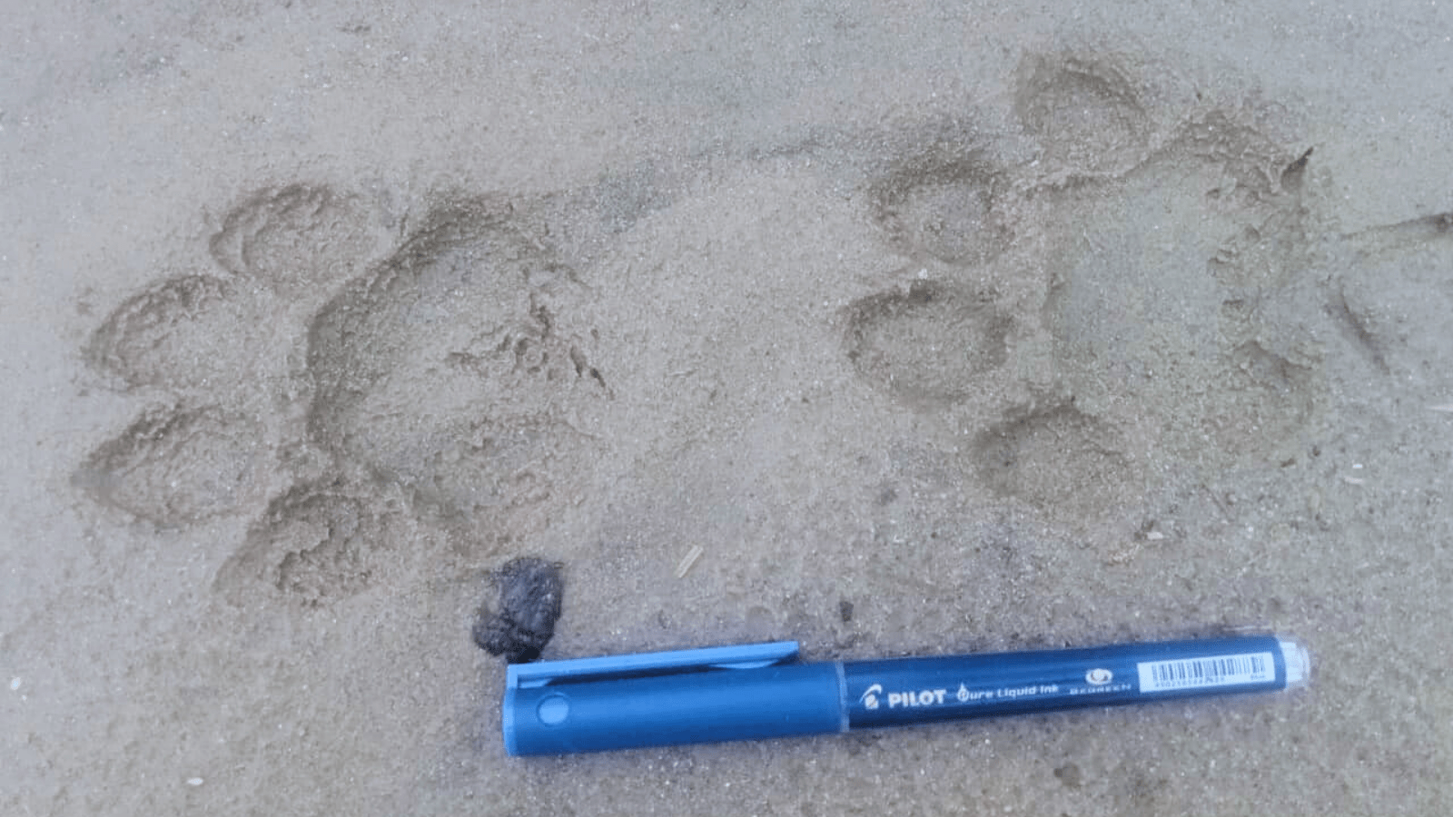 Leopard continues to keep Patiala villagers on their toes, manages to ...