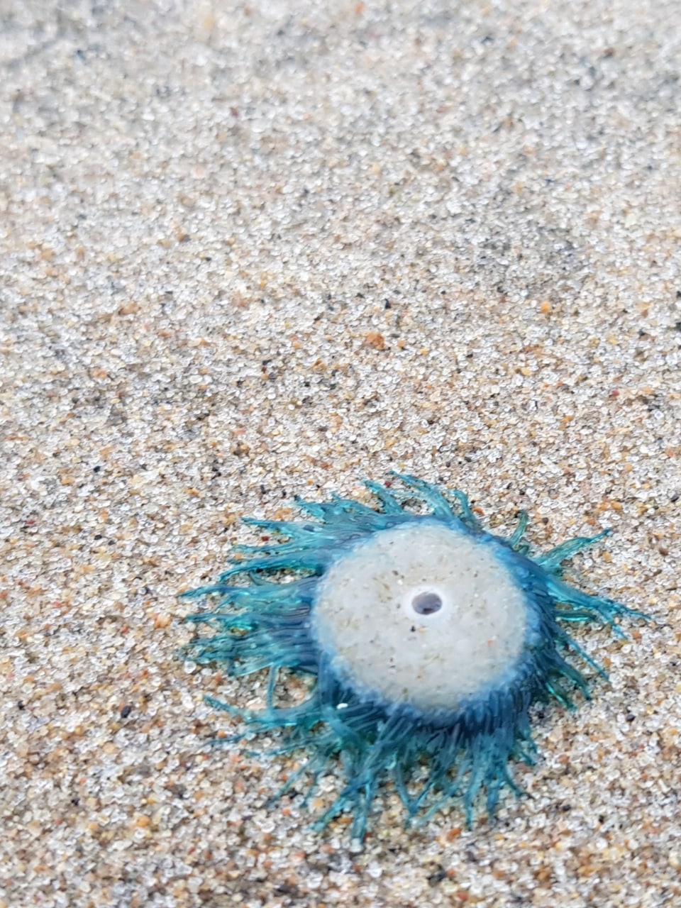 Understanding the surge of blue button jellyfish near shores