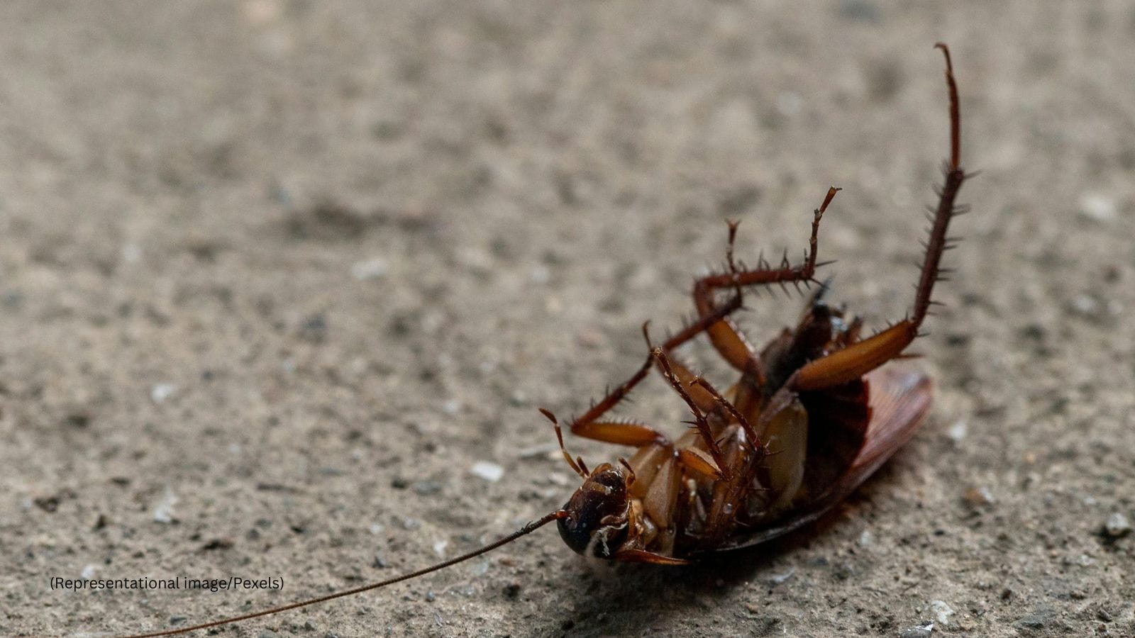 Man inhales cockroach in sleep, suffers foul breath for 3 days ...