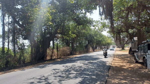 ‘Like cutting a person’s limbs’: Historic banyans of Chevella face the ...