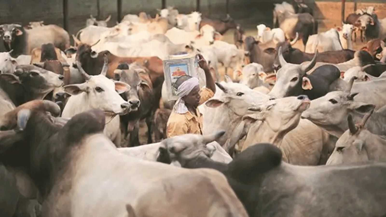 Govt to provide Rs 50 per day grant for every desi cow to ‘gaushalas’
