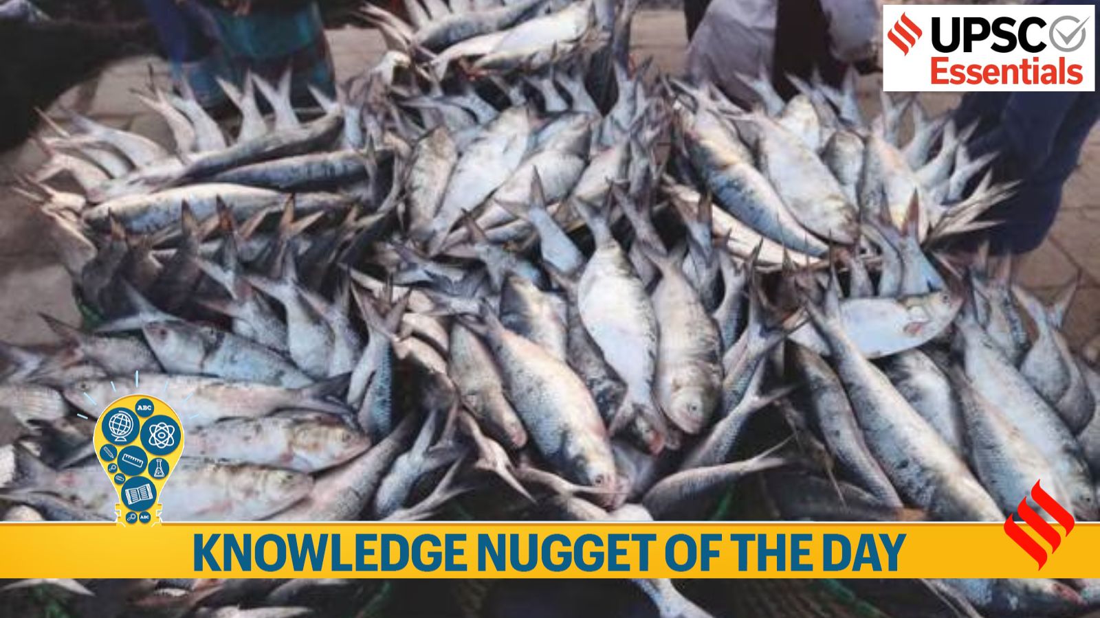 Knowledge nugget of the day: Hilsa (ilish)