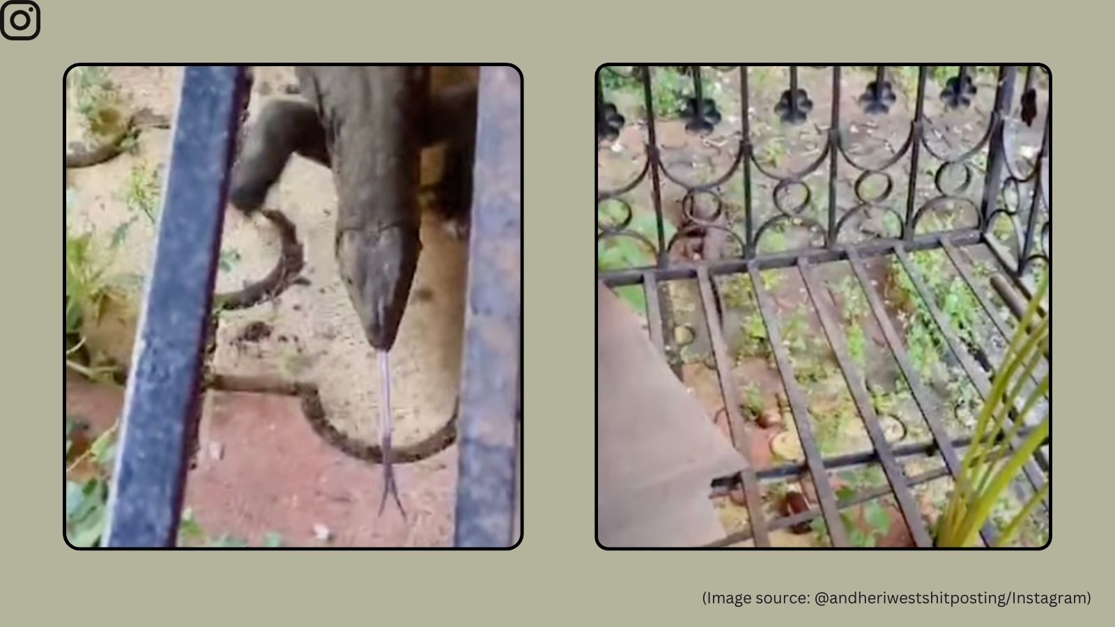 Mumbai rain: Viral video shows monitor lizard crawling in Goregaon East ...