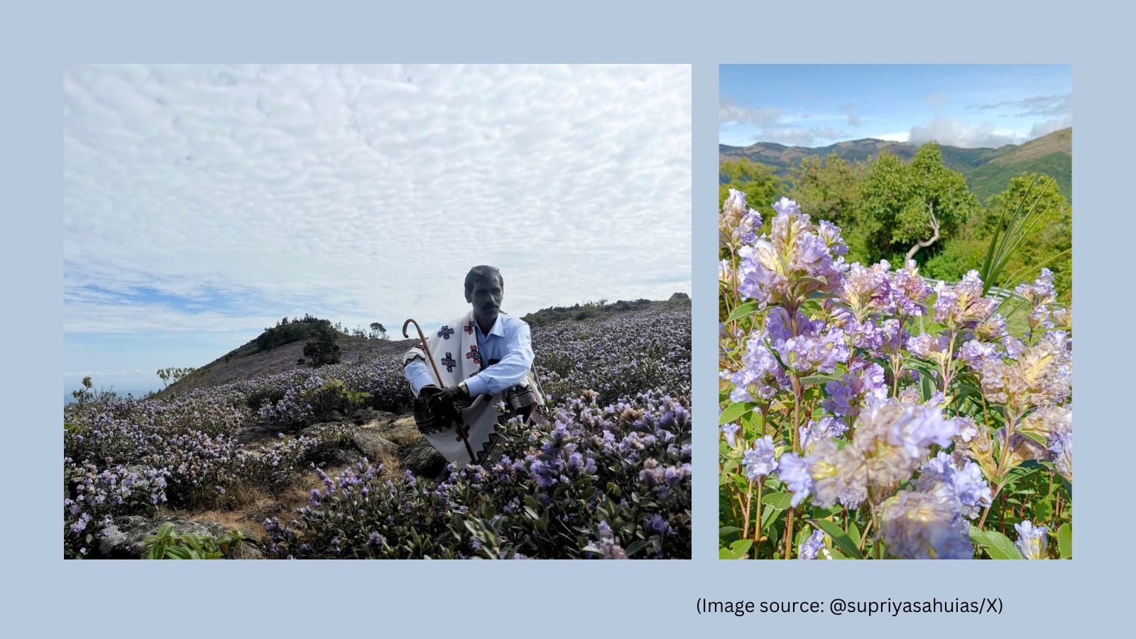 As ‘Neelakurinji’ flowers bloom in Nilgiris after 12 years, the ...
