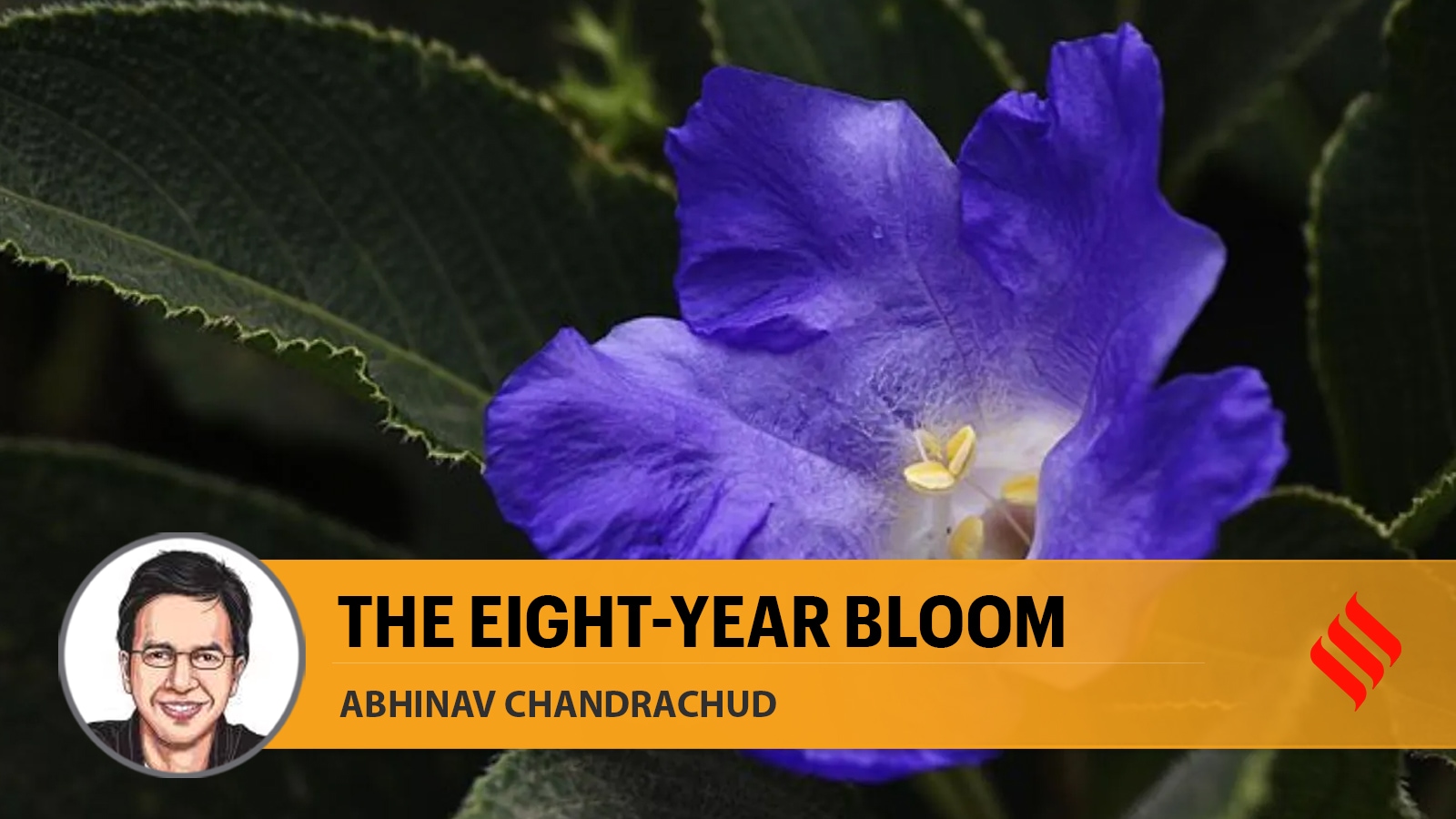 Karvi and the Spaniard: A mysterious flower, and the man who tried to ...