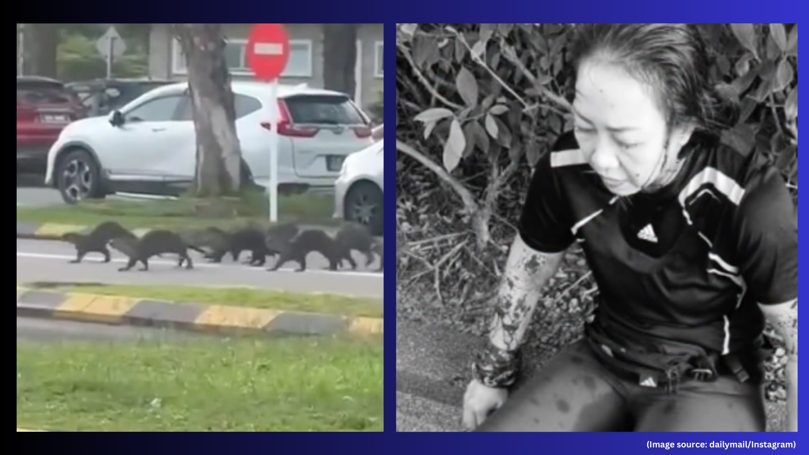 Bevy of otters attack Malaysian woman on morning run; viral video shows them fleeing the scene ...