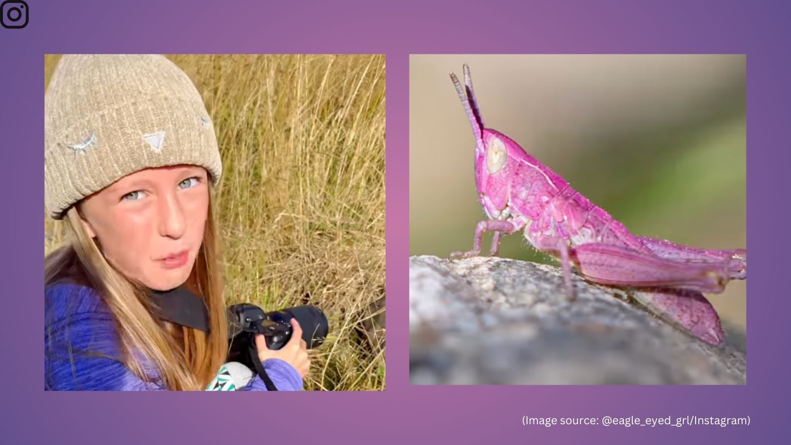Watch: 8-year-old photographer spots rare pink grasshopper; video goes ...