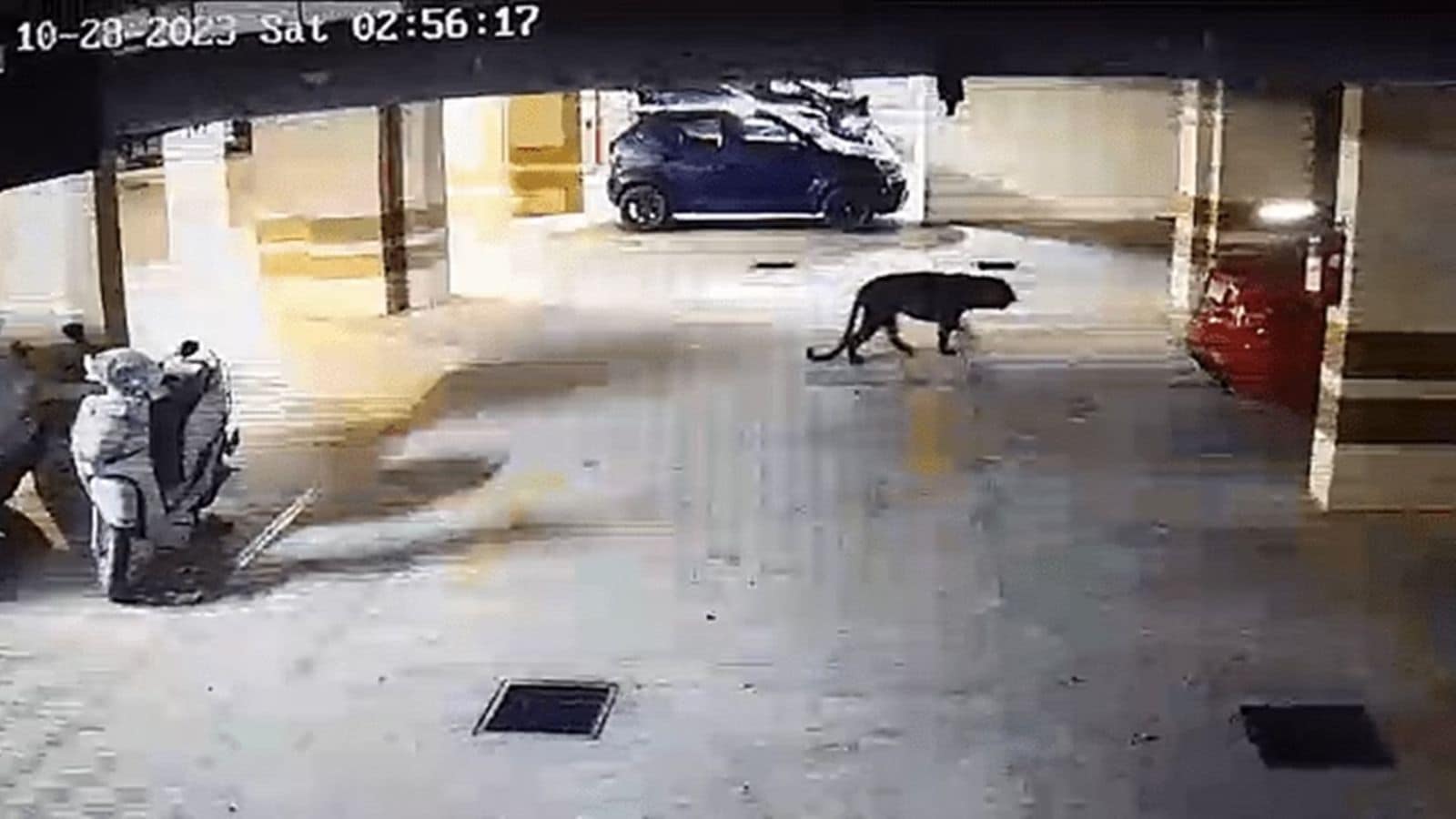 Leopard Task Force in Bengaluru on high alert after Forest dept spots ...