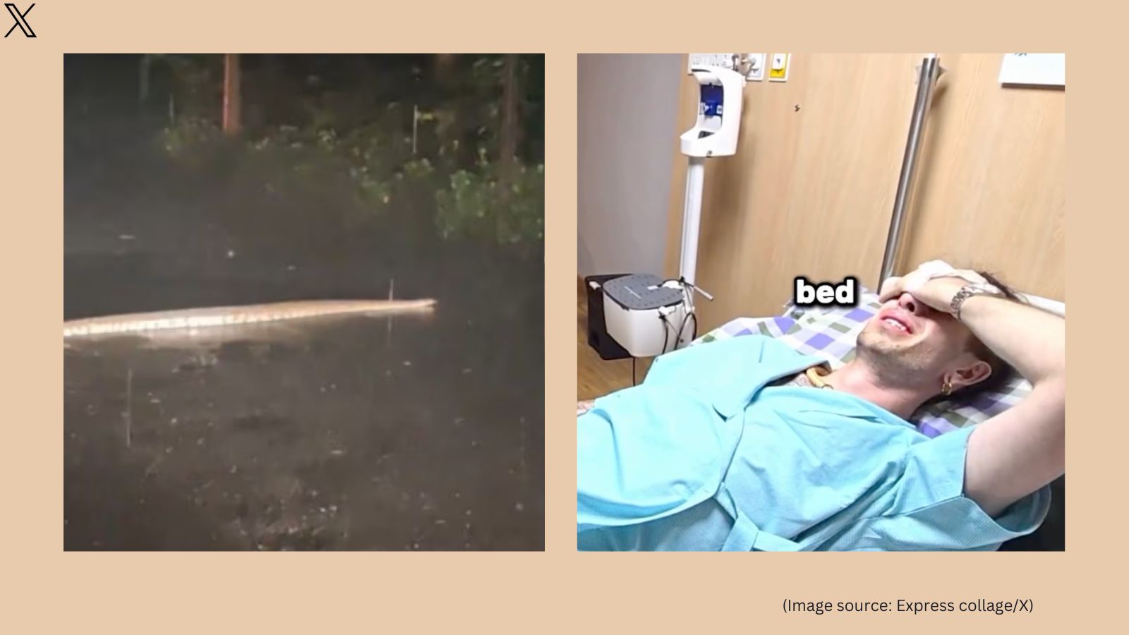 6-foot Indian rock python amid Mumbai rain, British influencer’s ‘bhang ...