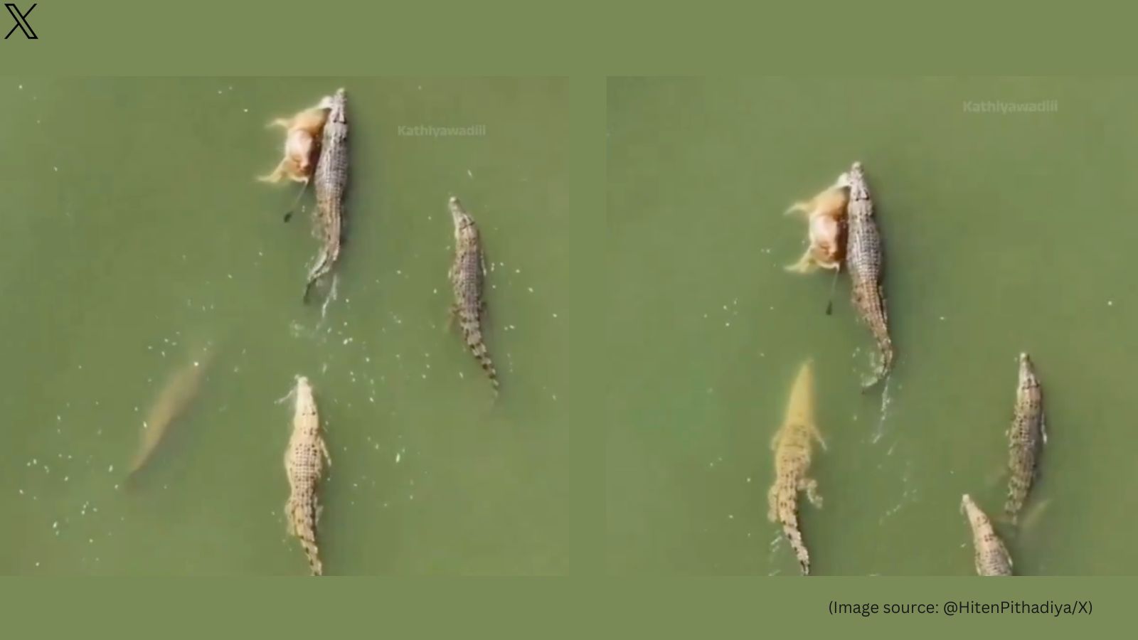 Gujarat flood: 4 crocodiles swim along river in Vadodara, one carrying ...
