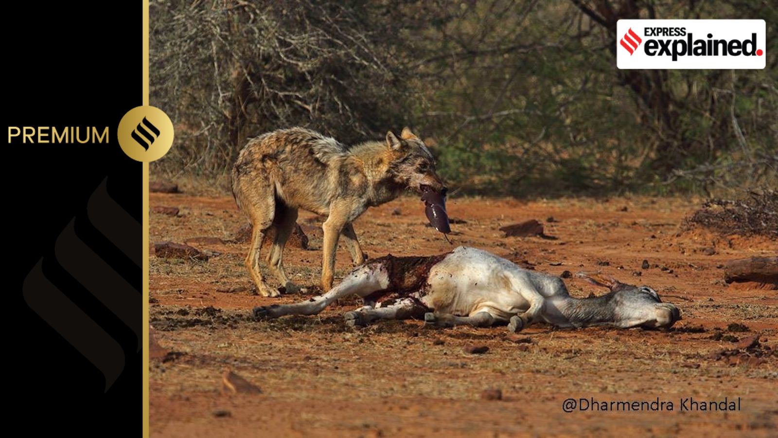 Attacks and deaths in Bahraich: Why and when wolves turn on humans ...