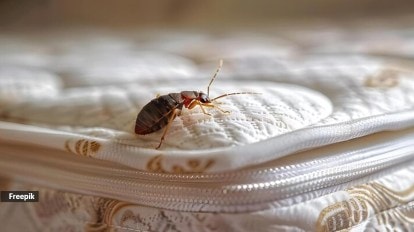 What Attracts Bed Bugs