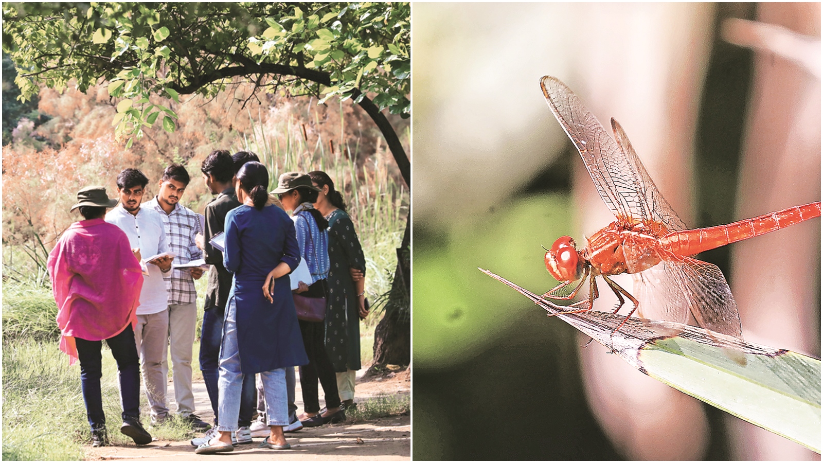 Amid clear sky & lush green, a walk to find dragonflies, damselflies