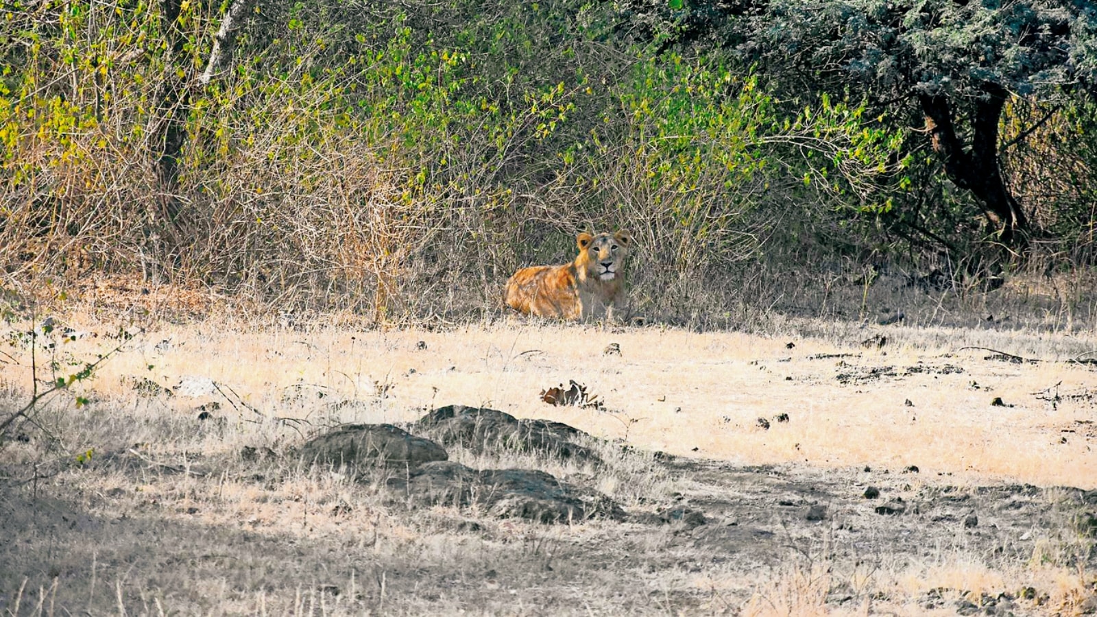 Centre’s revised draft for Gir forest proposes reduction in size of eco ...