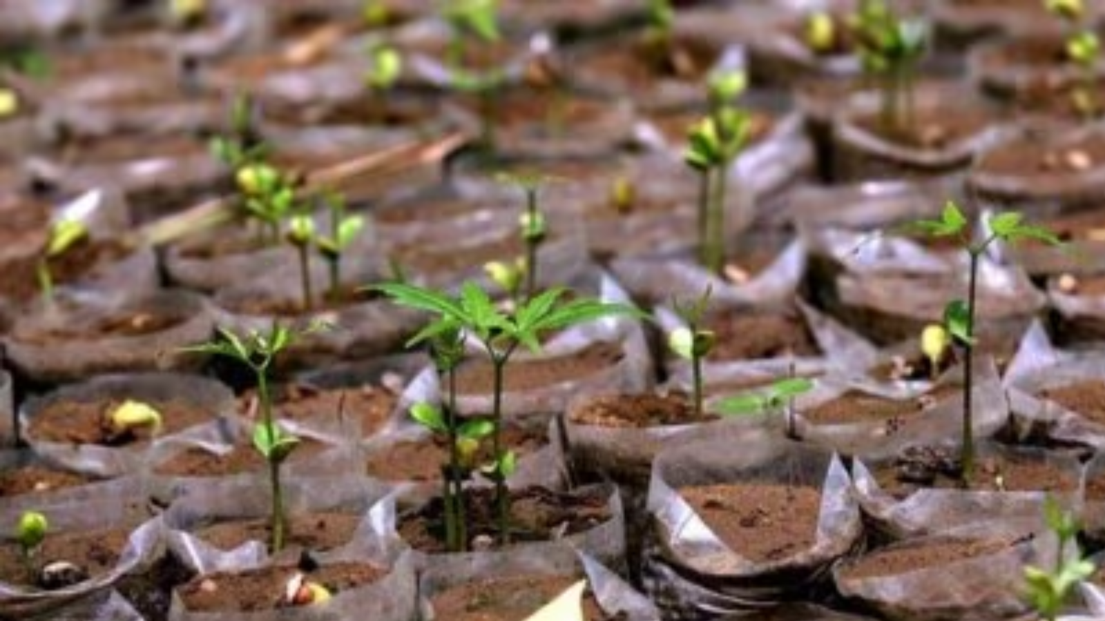Plantation of new trees in Mumbai plummets by a staggering 72% in two ...
