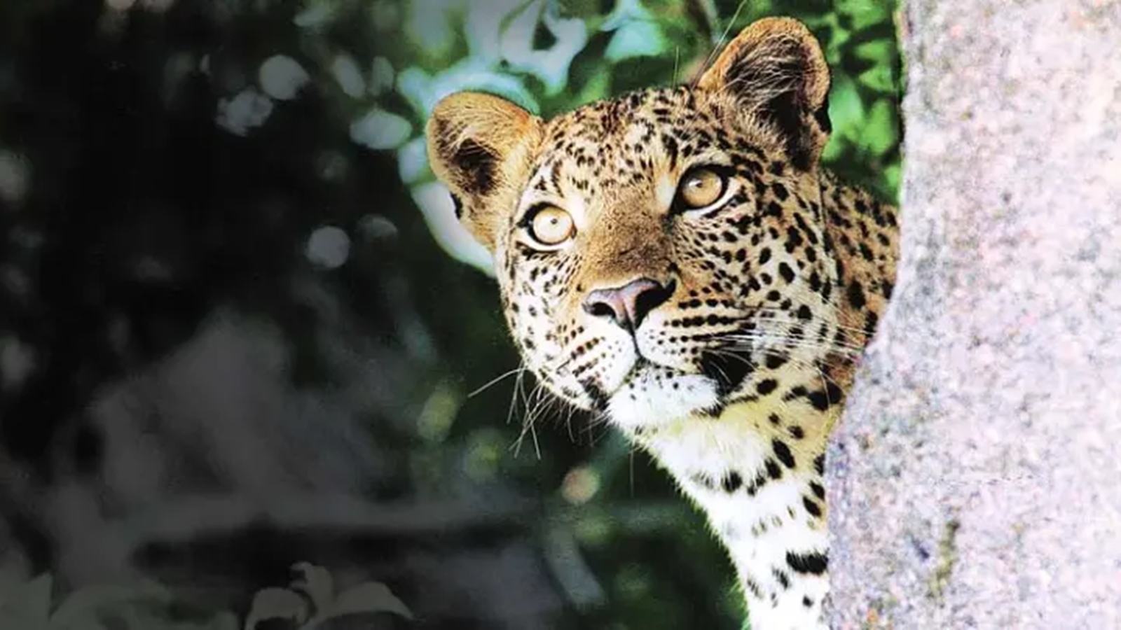 Search on for big cat that escaped from the spot in Navsari: Woman ...