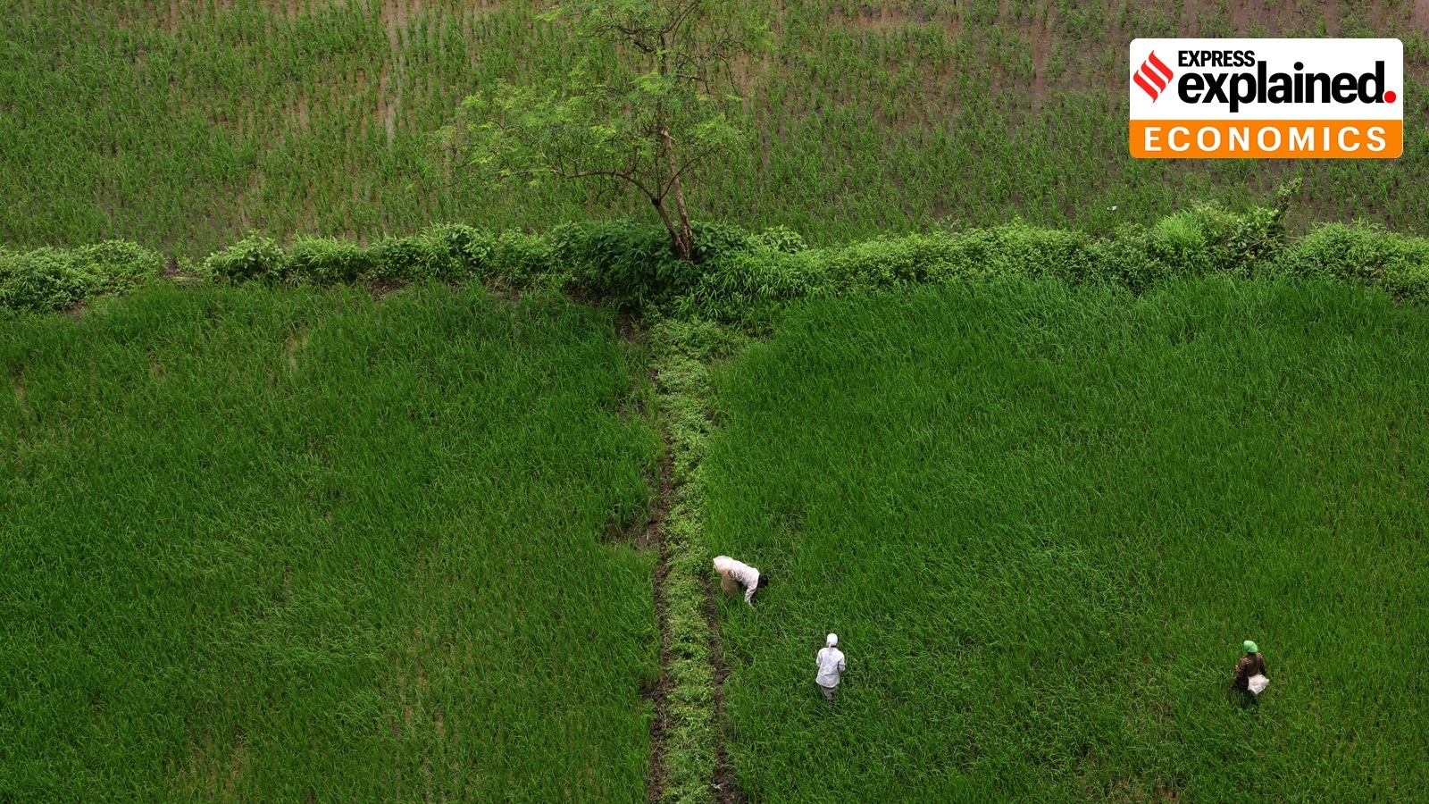 Export ban on Non-Basmati White Rice lifted: why, what is the likely ...