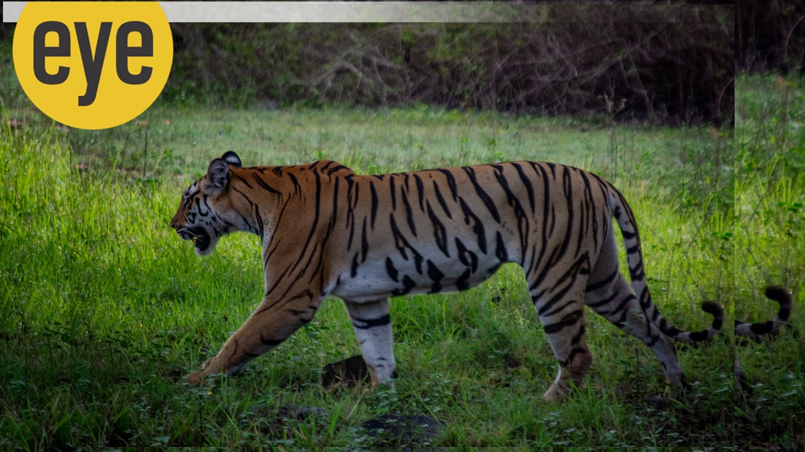 Tiger-spotting at Tadoba and Pench: Why there’s more beyond just the ...