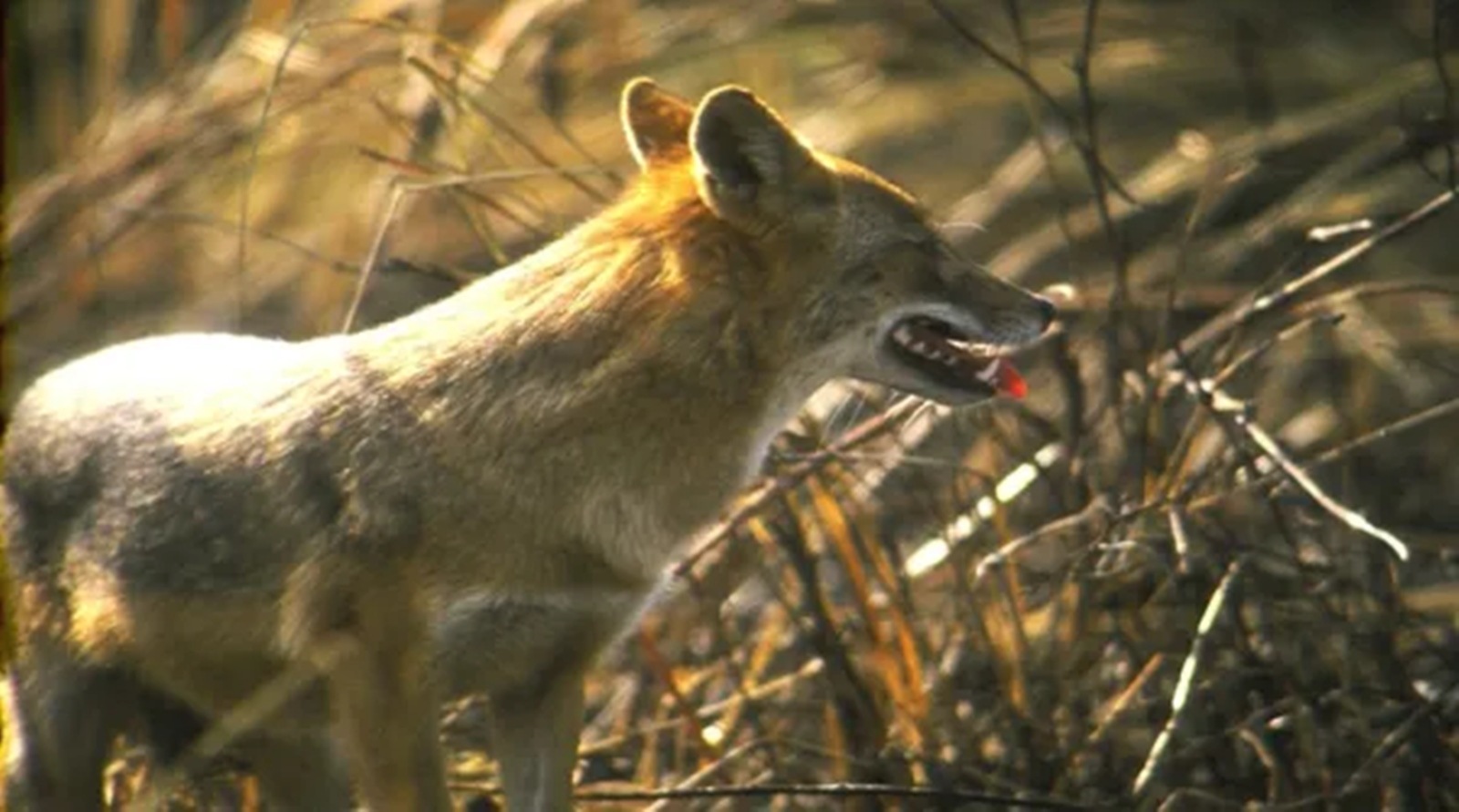 Jackal that likely injured 6 people in Pilibhit found dead on roadside