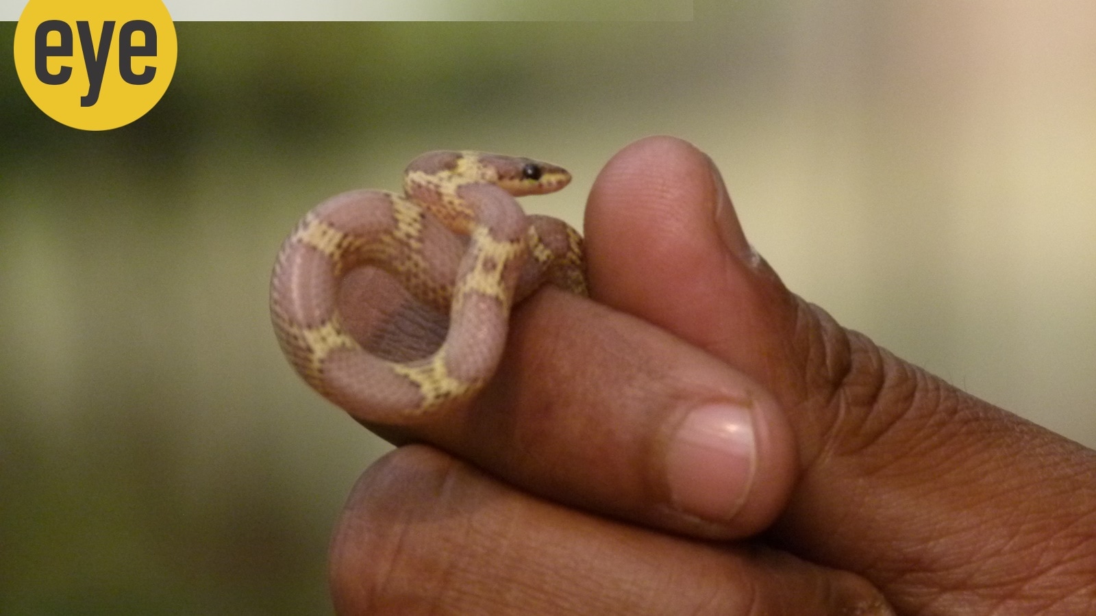 How we went from charming to rescuing snakes | Eye News - The Indian ...